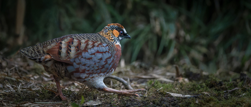 Sichuan Partridge (Arborophila rufipectus) · iNaturalist