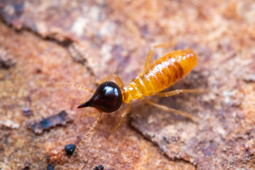 Nasutitermes nigriceps (Guia de Invertebrados de las Islas Marias ...