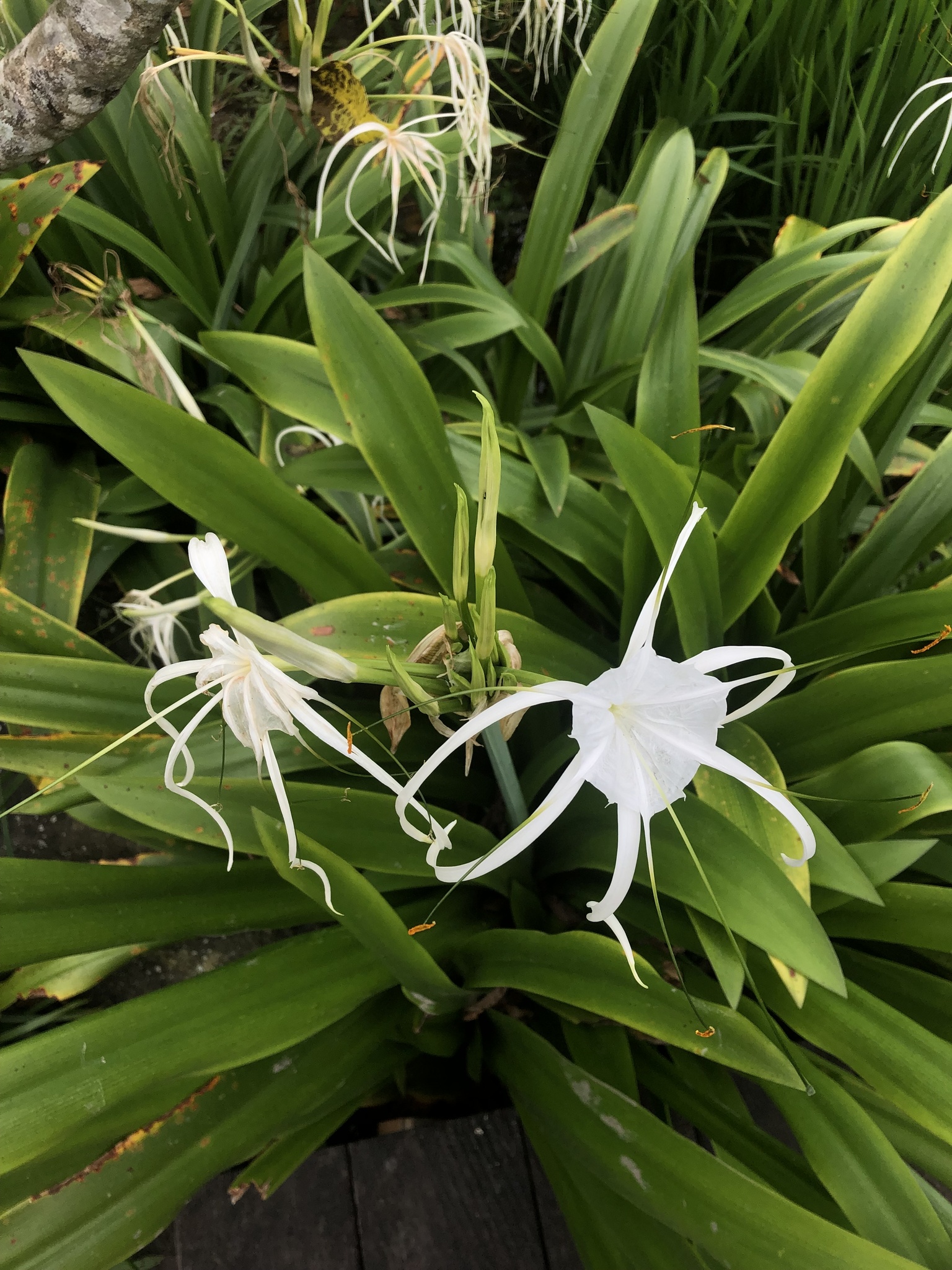 Hymenocallis Salisb.