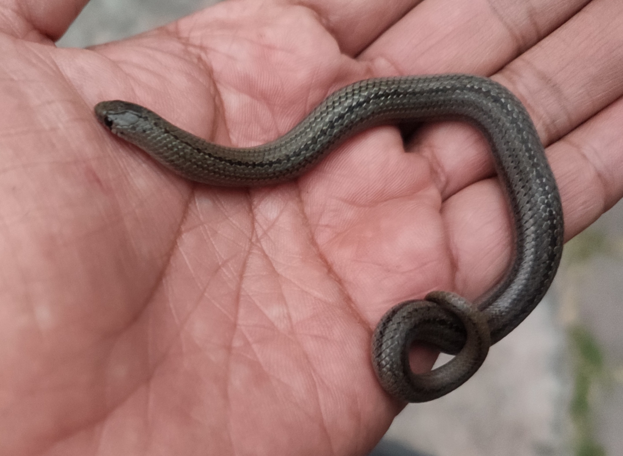 Conopsis lineata (Kennicott, 1859)