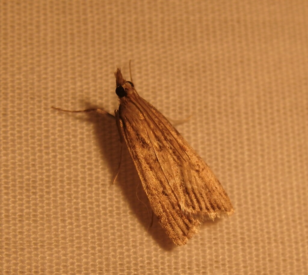 Cotton Web Spinner from 4 Ronald Ct, Somerville VIC 3912, Australia on ...