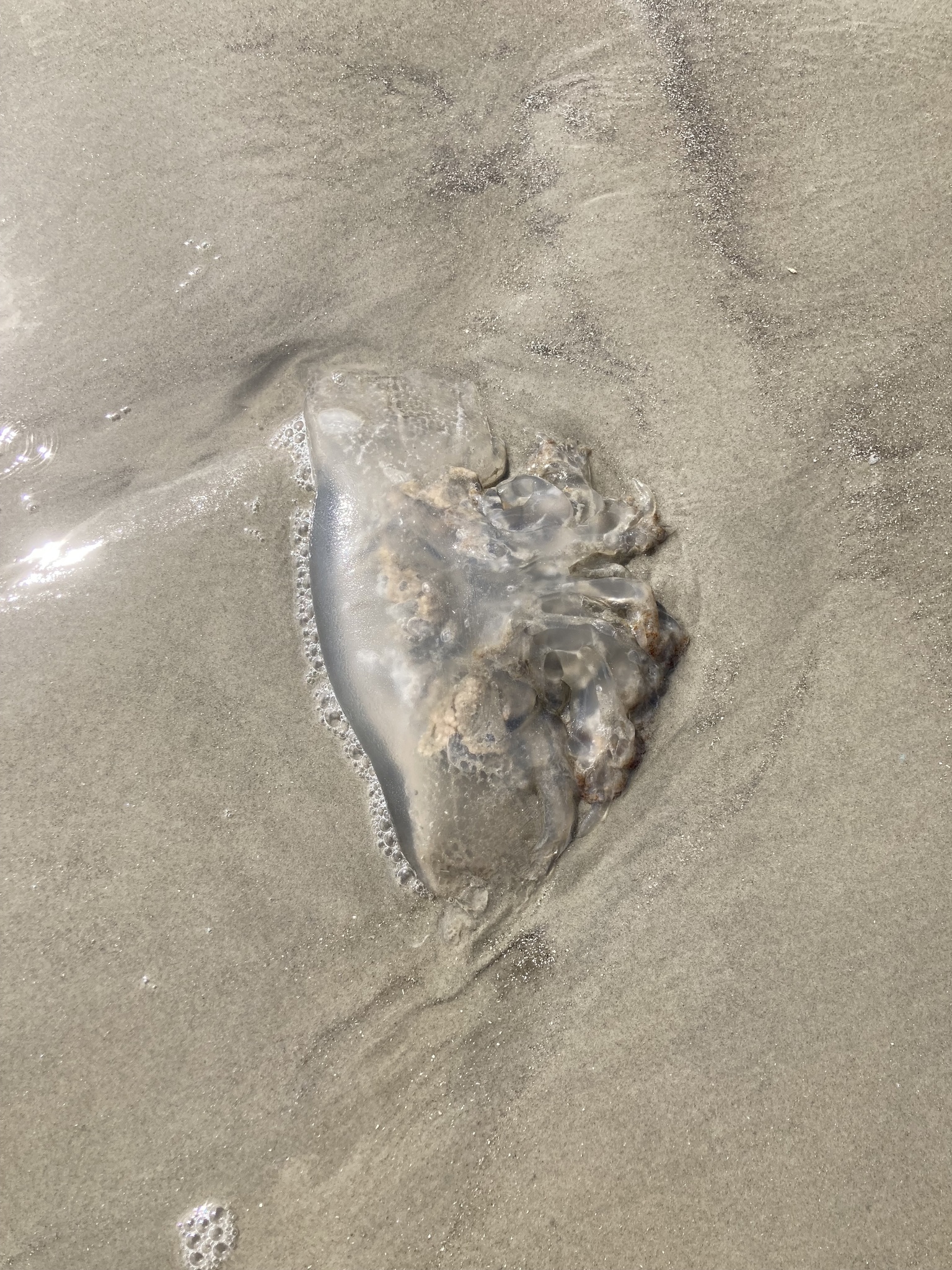 Rhopilema verrilli (Fewkes, 1887)