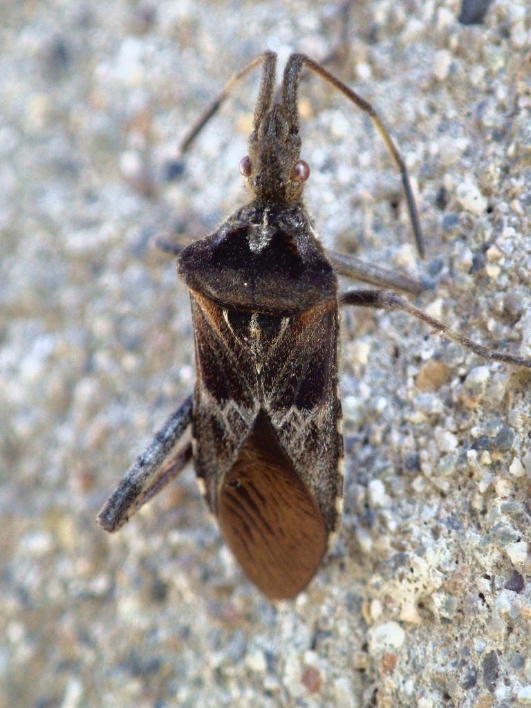 Western Conifer Seed Bug from Comstock, Spokane, WA 99203, USA on ...