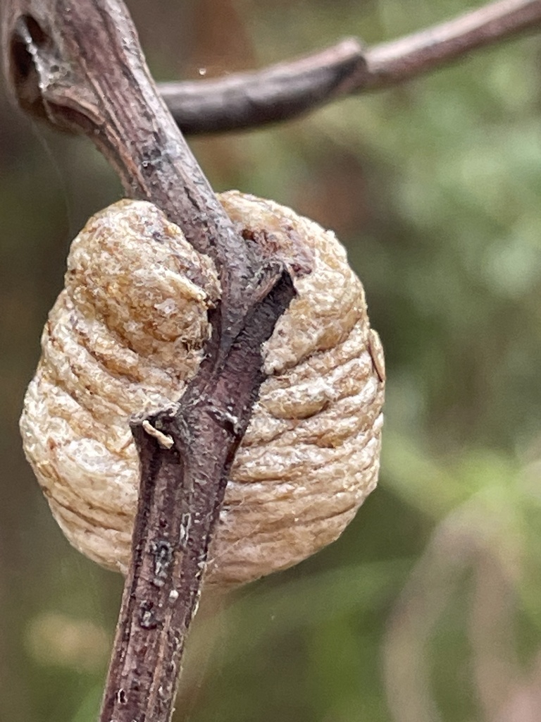 Australian Grass Mantises from Paratea Flora and Fauna Reserve ...