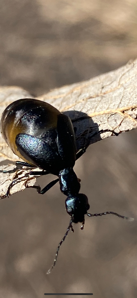 Oil Beetles from Dayton on February 25, 2023 at 01:12 PM by leenosawas ...