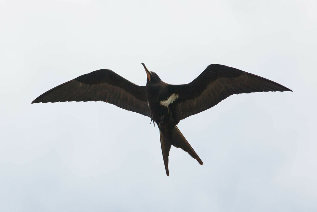 Lesser Frigatebird (The Sibley Guide to Bird Life & Behavior) · iNaturalist