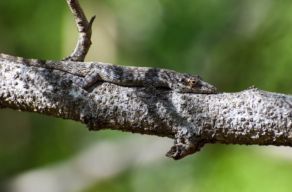 Cuban Twig Anole from Provincia de Santiago de Cuba, CU on February 8 ...