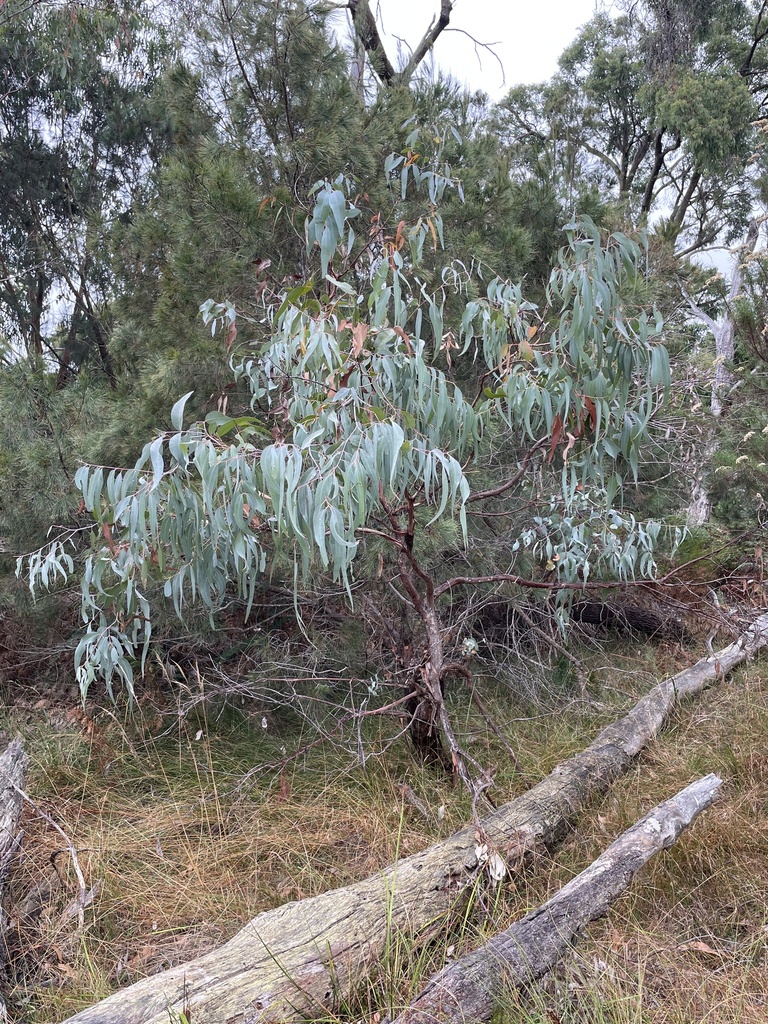 Long-leaved Box from Paratea Flora and Fauna Reserve, Frankston South ...
