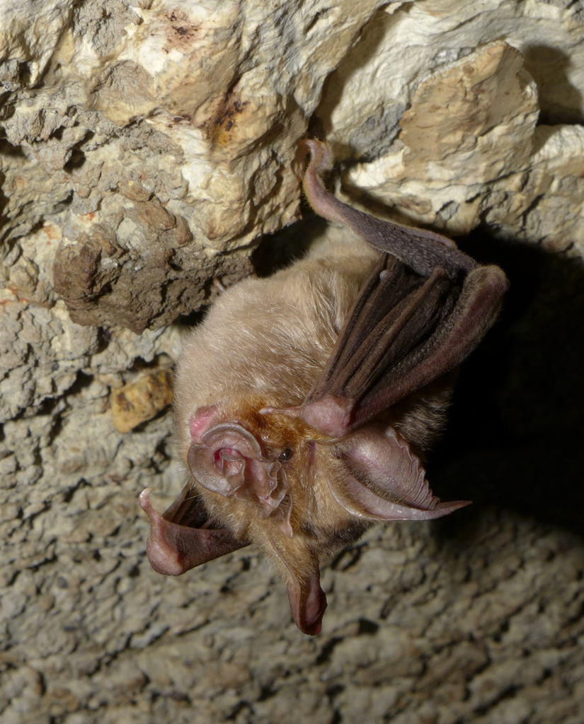 Eloquent horseshoe bat from Kariandusi on February 18, 2013 by Jakob ...