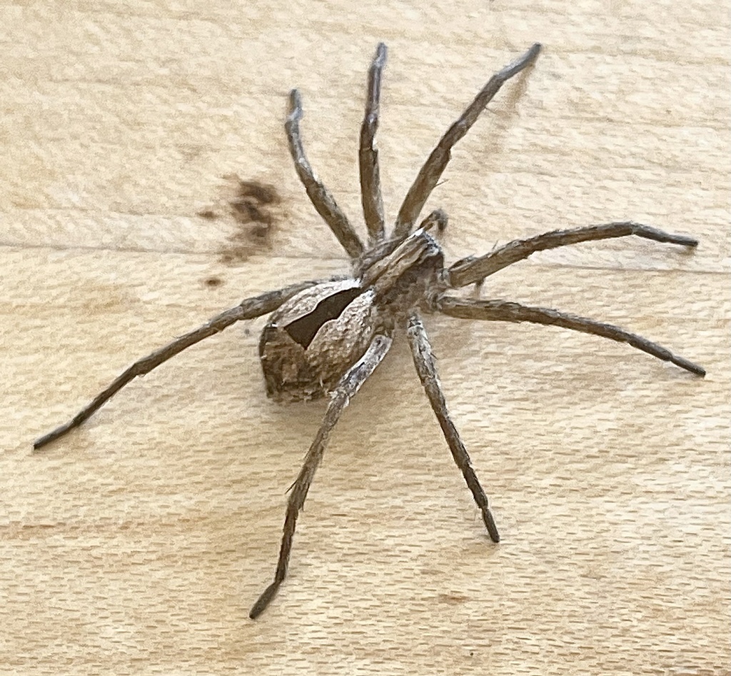 Wandering Ghost Spiders from Te Waipounamu/South Island, Richmond ...