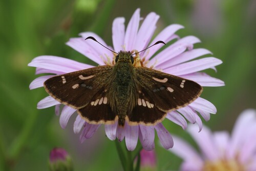 Observations by bbainbridge · iNaturalist