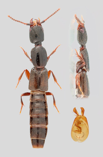 Gyrohypnus angustatus · iNaturalist Mexico