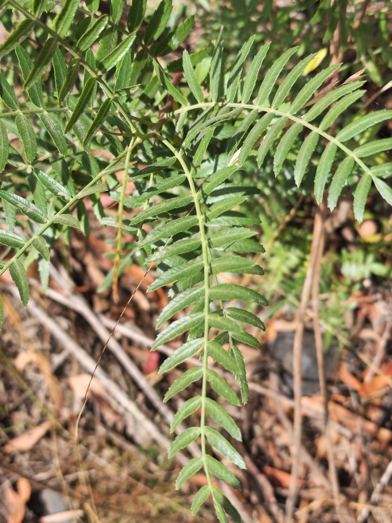 Peppercorn Tree from Rocky Hall NSW 2550, Australia on February 28 ...