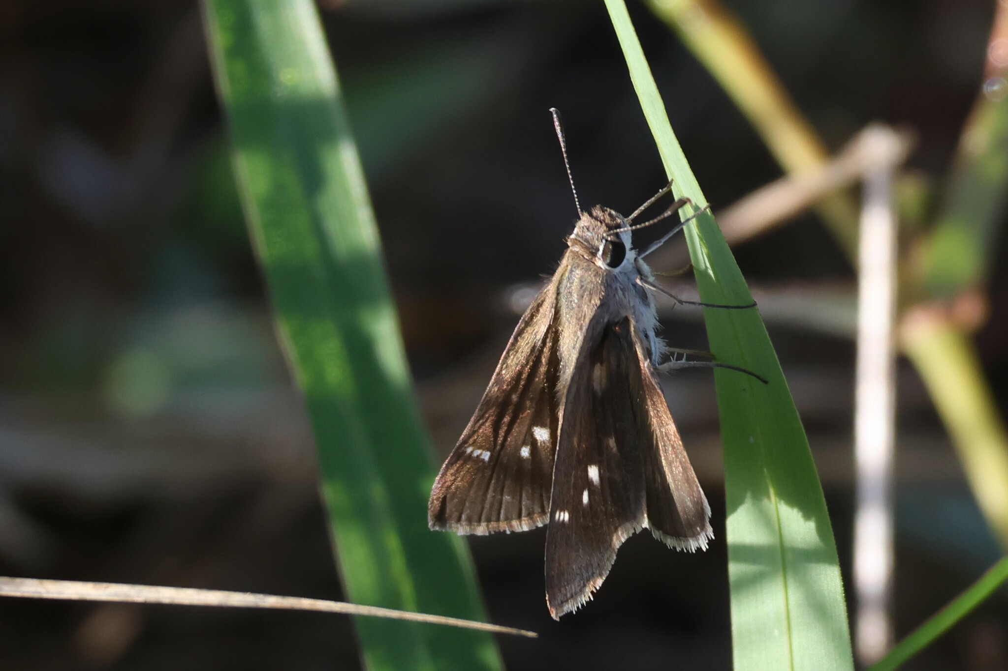 Lerodea eufala (Edwards, 1869)