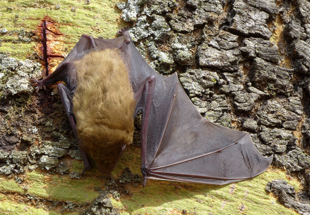 African yellow bat (Bats of Ivory Coast) · iNaturalist