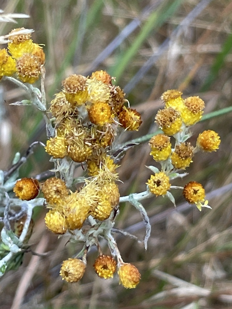 clustered everlasting from Paratea Flora and Fauna Reserve, Frankston ...