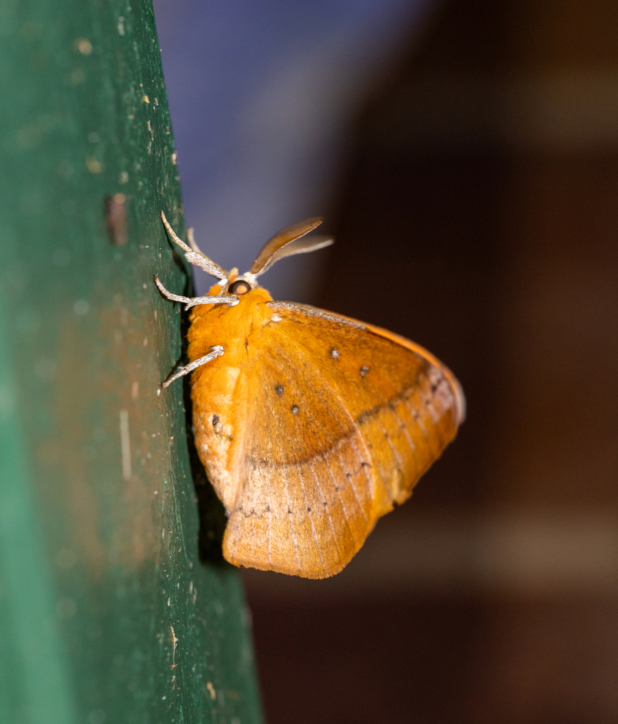 Anthela excellens in February 2023 by codystory · iNaturalist