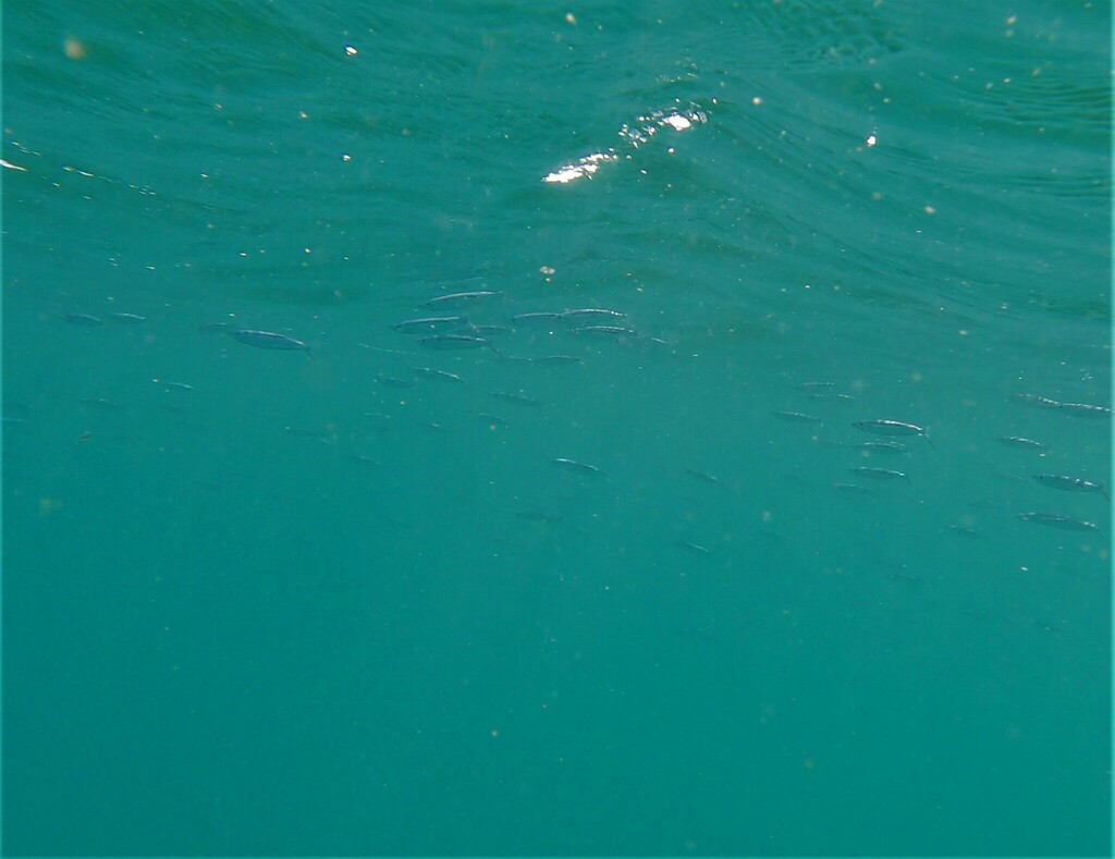 Pez Volador Picudo desde Manzanillo, MX-CL, MX el 25 de febrero de 2023 ...