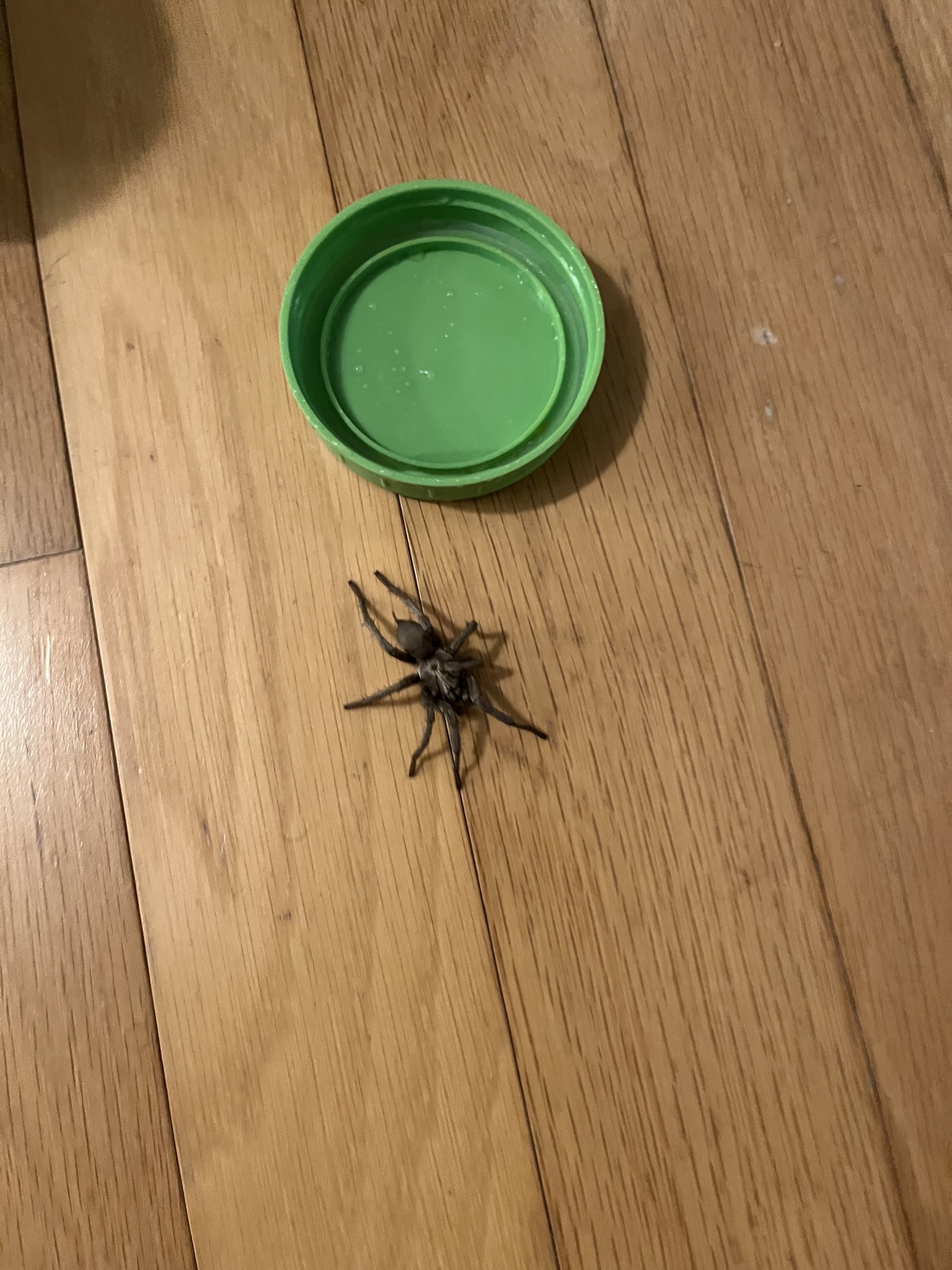 Calisoga longitarsis (Simon, 1891)