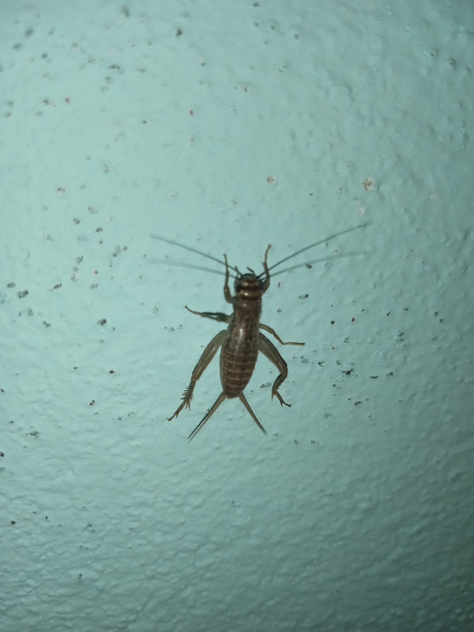 Acheta domesticus (Linnaeus, 1758)