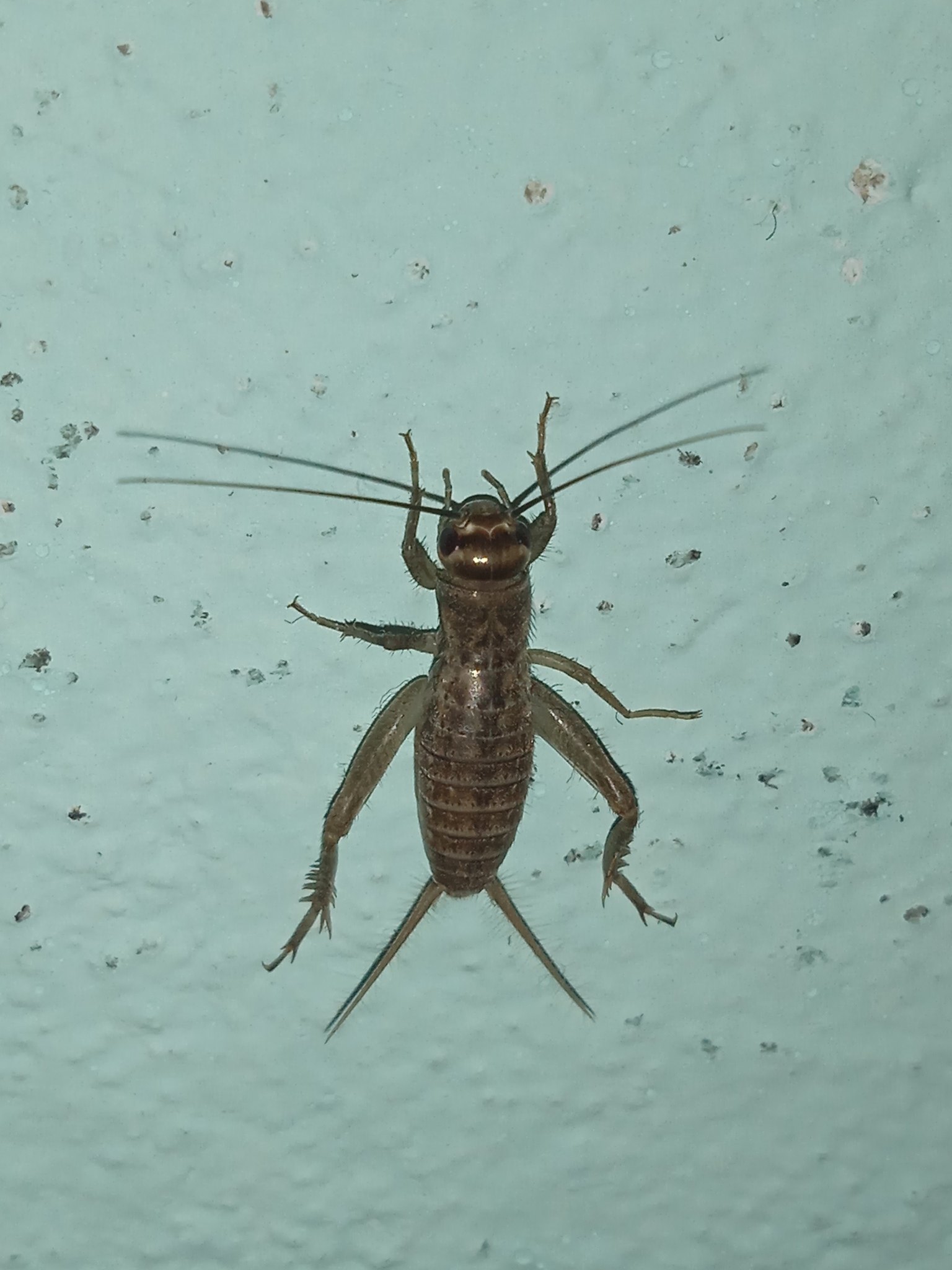 Acheta domesticus (Linnaeus, 1758)