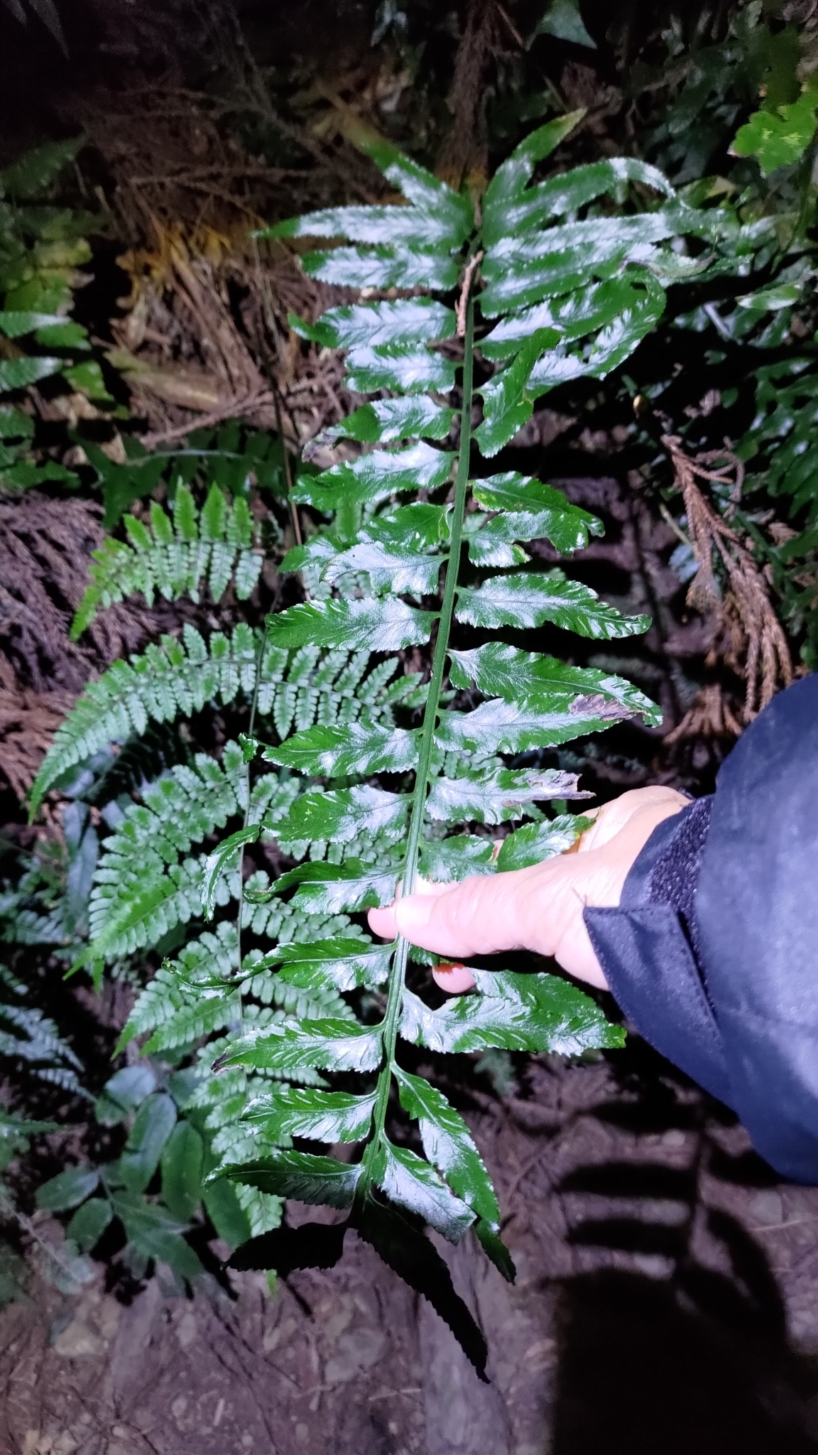 Asplenium wrightii D.C.Eaton ex Hook.