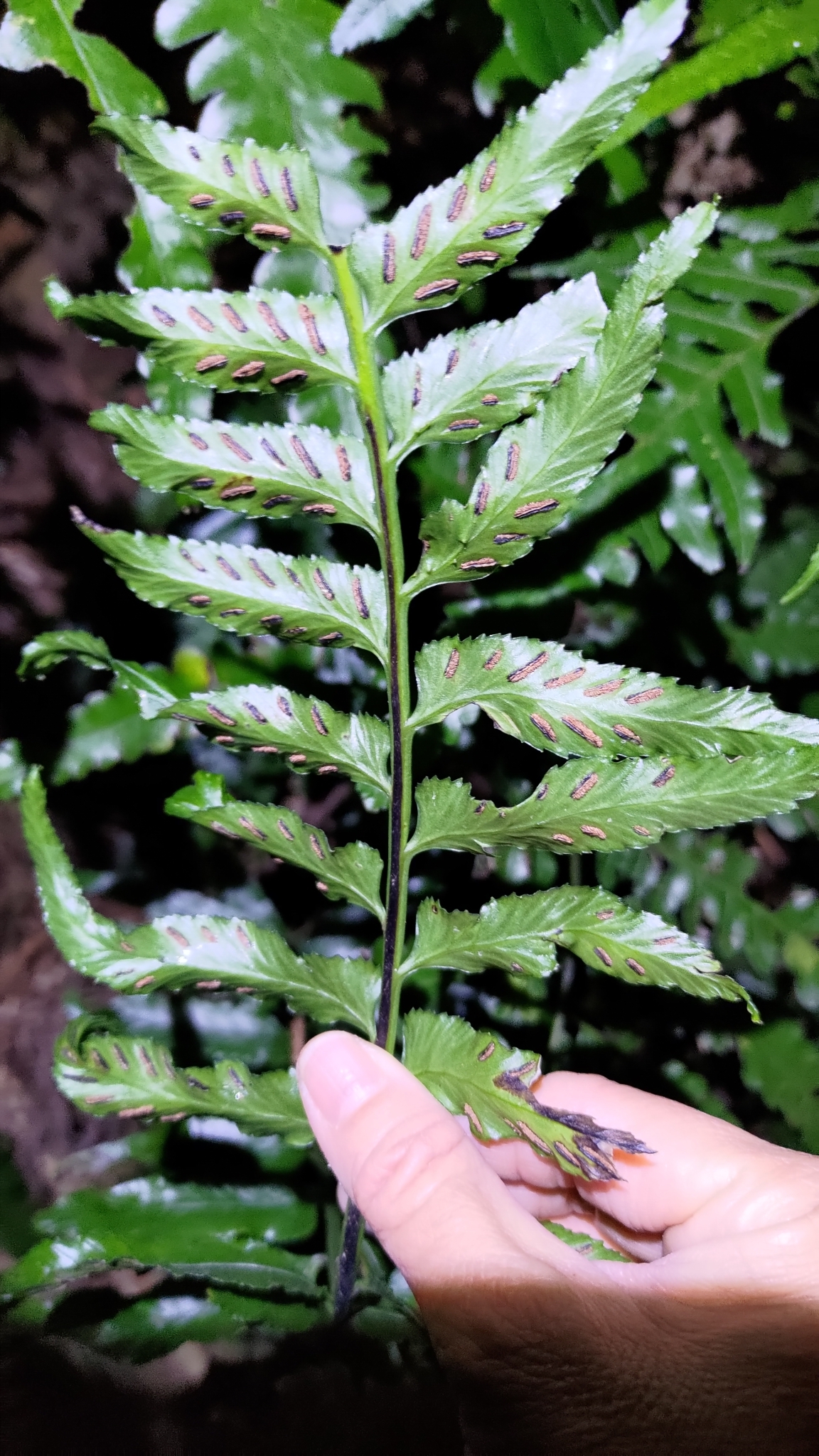 Asplenium wrightii D.C.Eaton ex Hook.