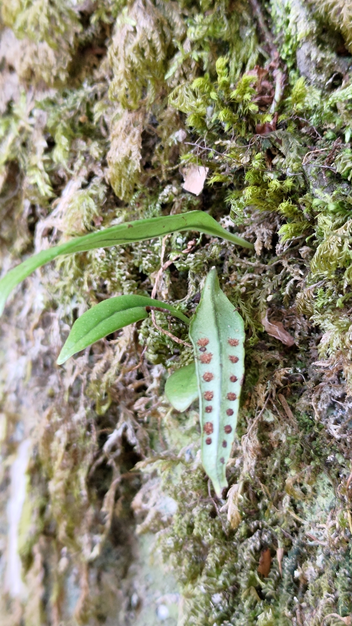 Lepisorus rostratus (Bedd.) C.F.Zhao, R.Wei & X.C.Zhang