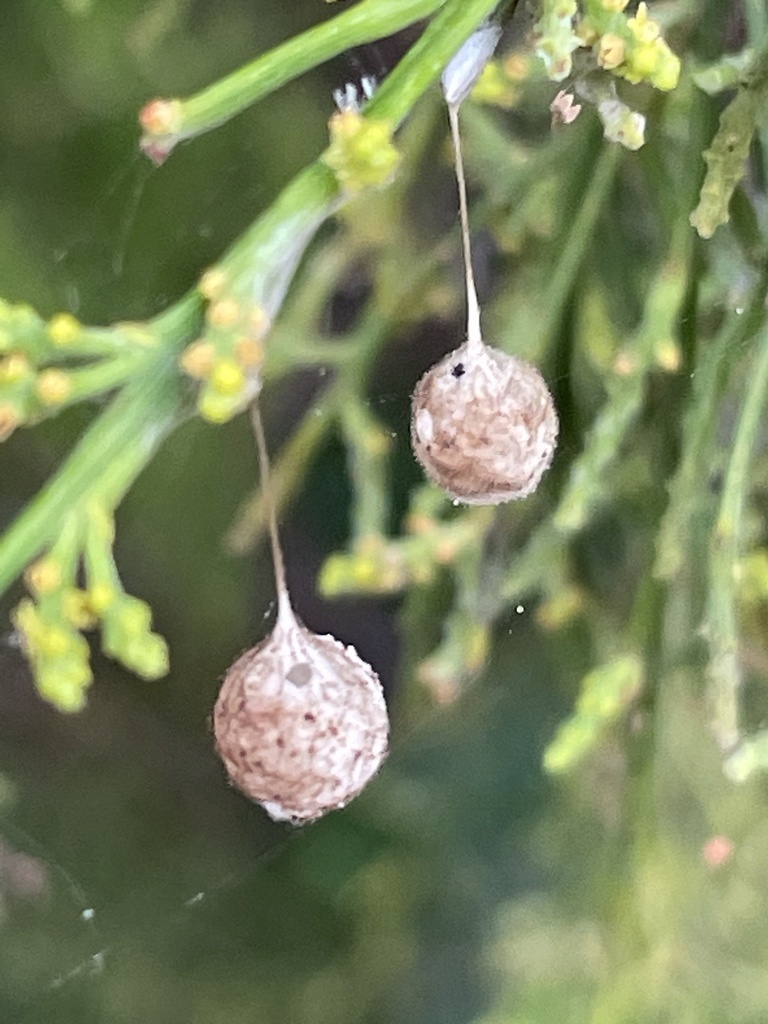 Typical Spiders from Paratea Ave, Frankston South, VIC, AU on February ...