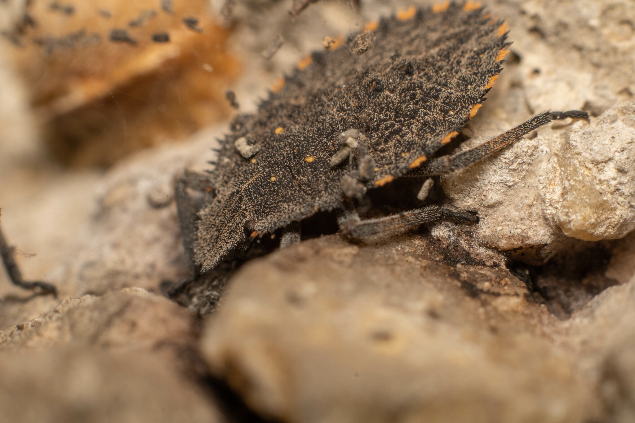 Mustha spinosula (Lefebvre, 1831)