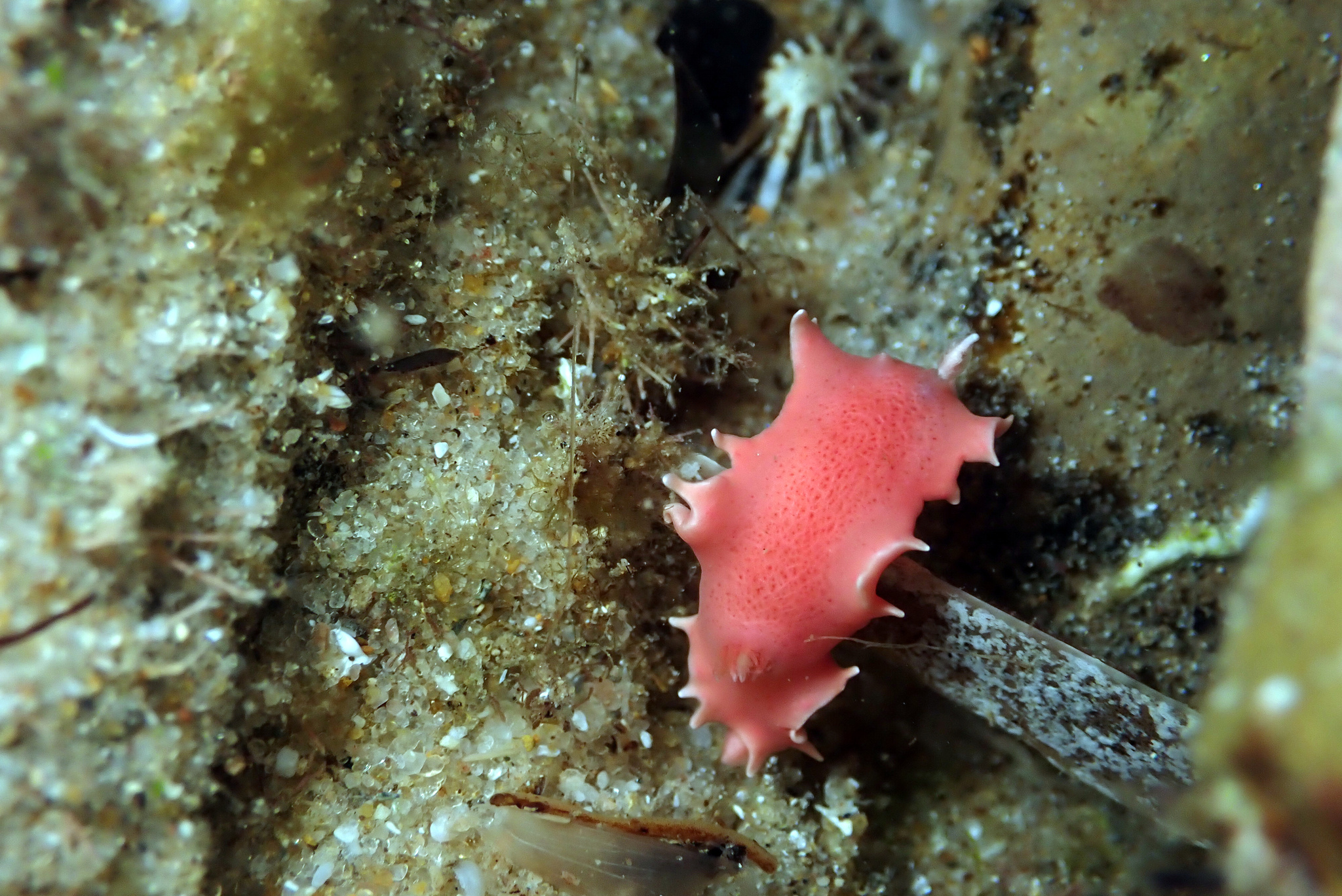 Verconia verconis (Basedow & Hedley, 1905)