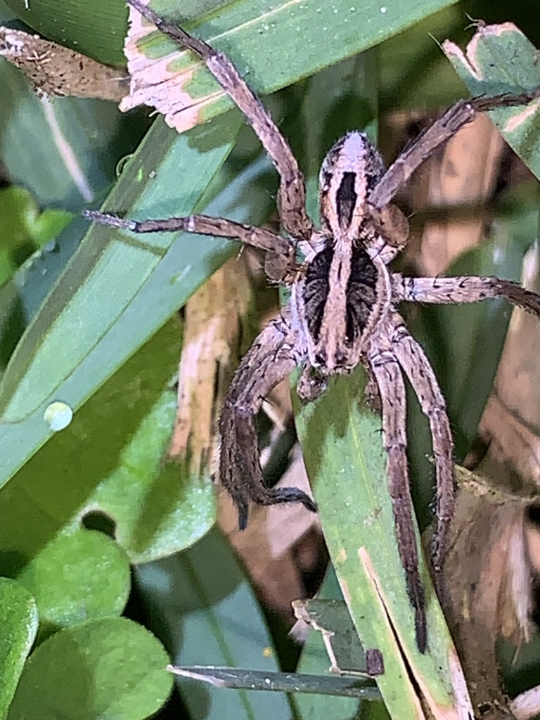 lance wolf spider from Pecan Dr, Brazoria, TX, US on February 27, 2023 ...