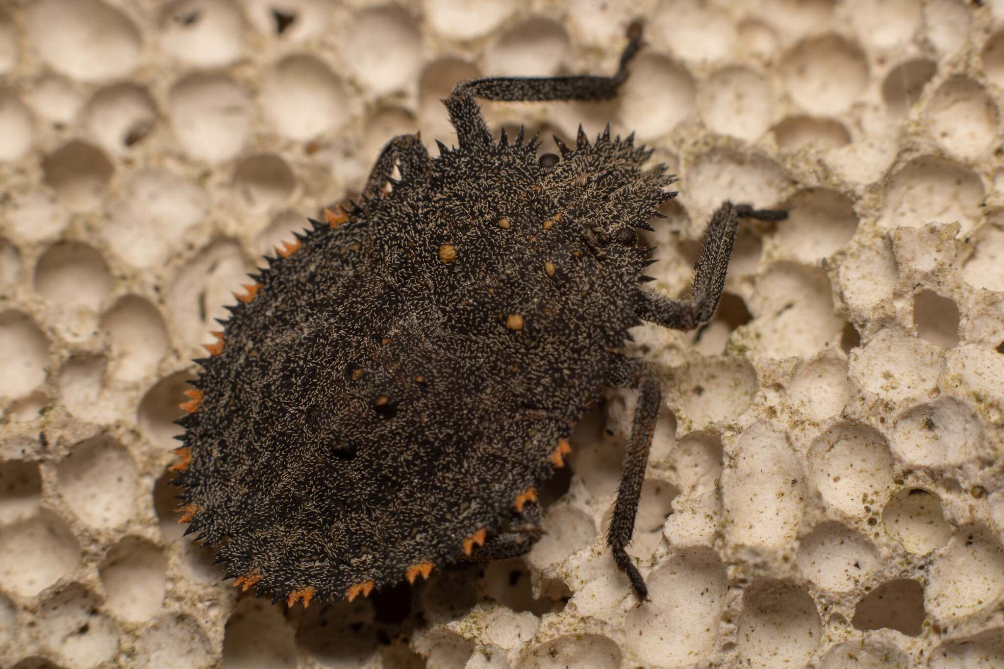 Mustha spinosula (Lefebvre, 1831)