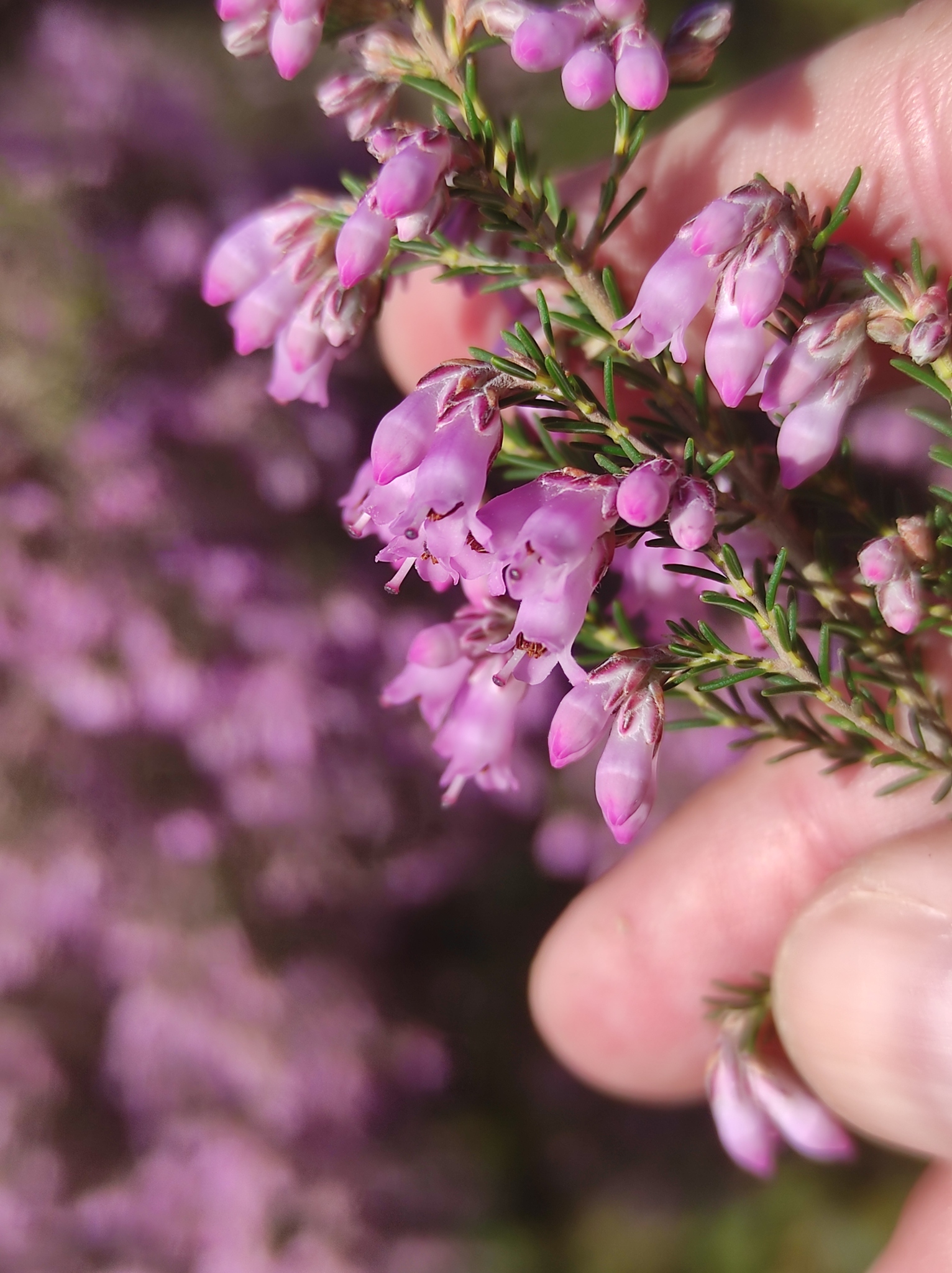 Erica australis L.