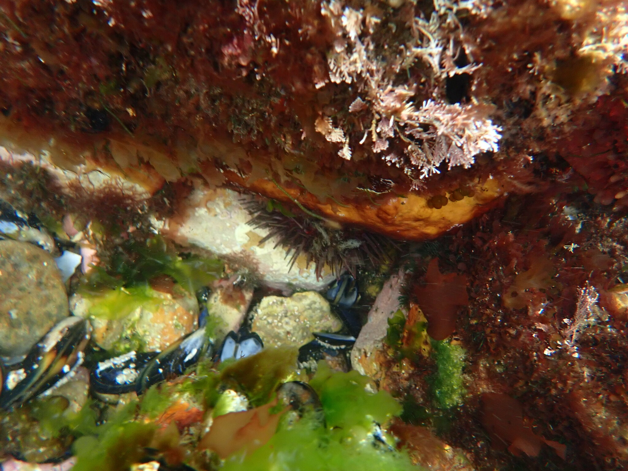 Heliocidaris erythrogramma (Valenciennes, 1846)
