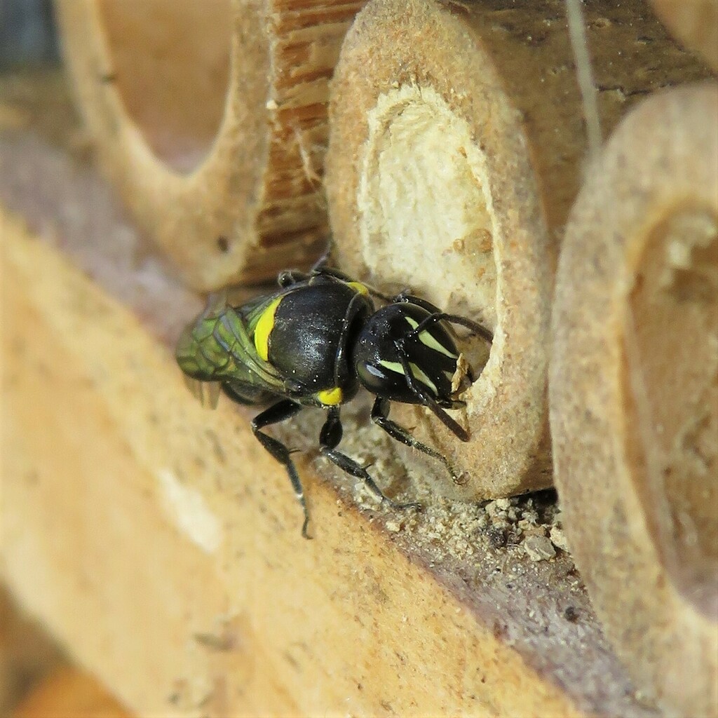 Cloudy Masked Bee from Wallaga Lake NSW 2546, Australia on February 25 ...