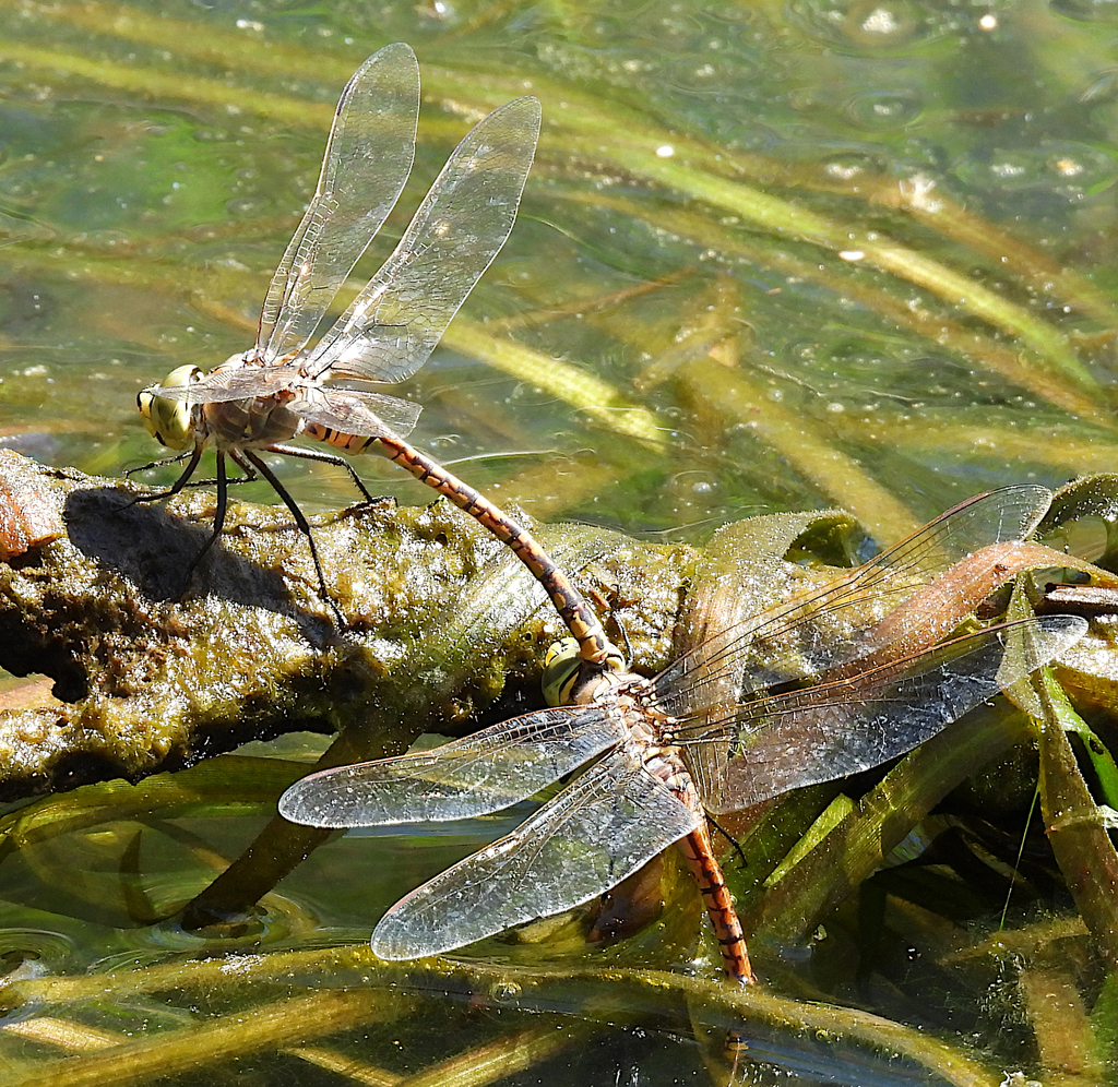 Australian Emperor from Kumbartcho Sanctuary, Eatons Hill, Brisbane QLD ...