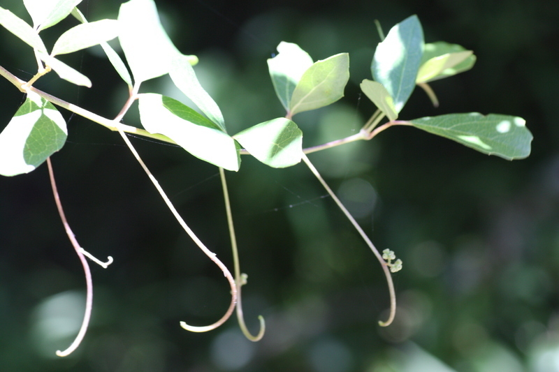 Bitter Grape from Glen Avon, Südafrika on January 20, 2014 at 09:47 AM ...