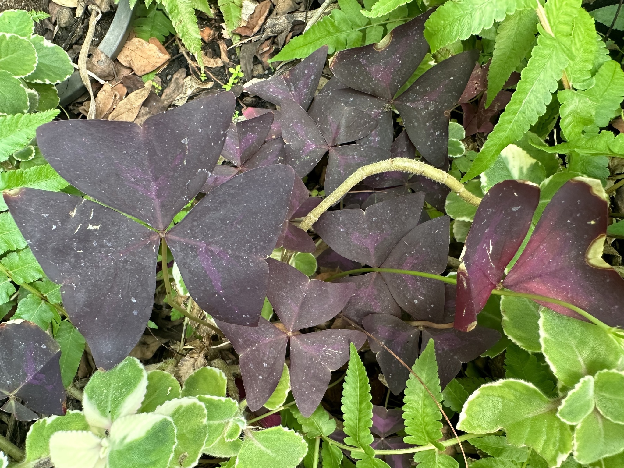 Oxalis triangularis A.St.-Hil.