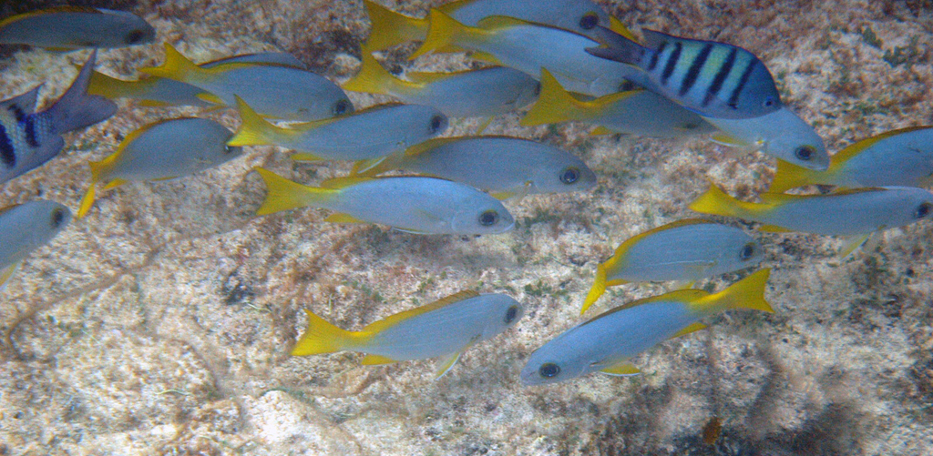 Guinean Grunt (Parapristipoma humile) - Marine Life Identification