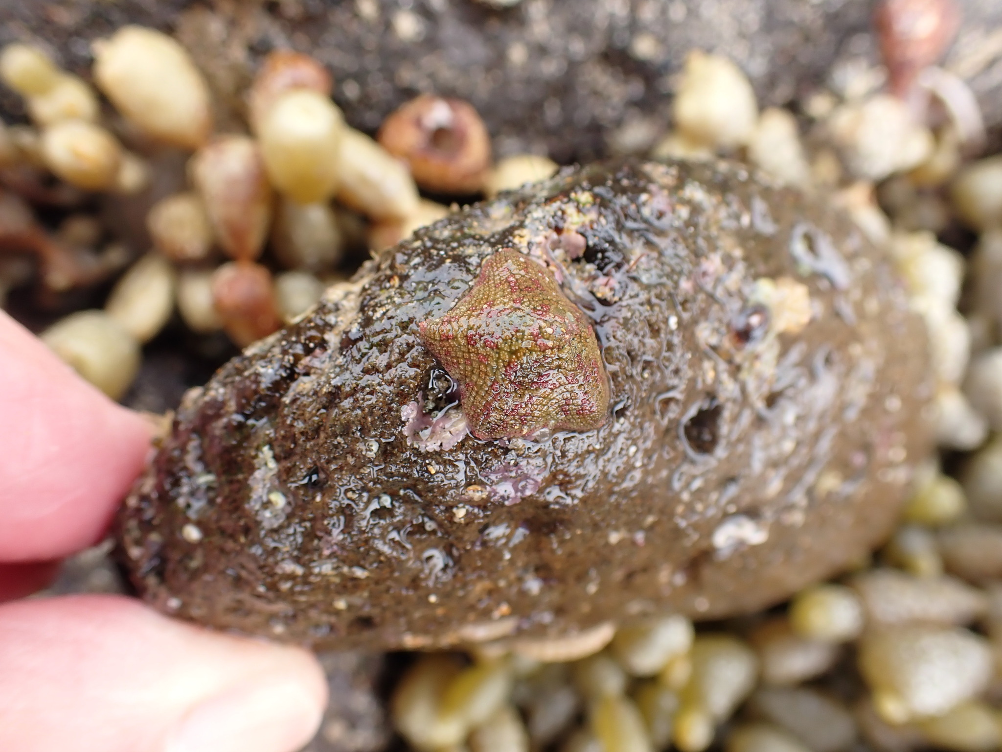 Parvulastra O'Loughlin, 2004