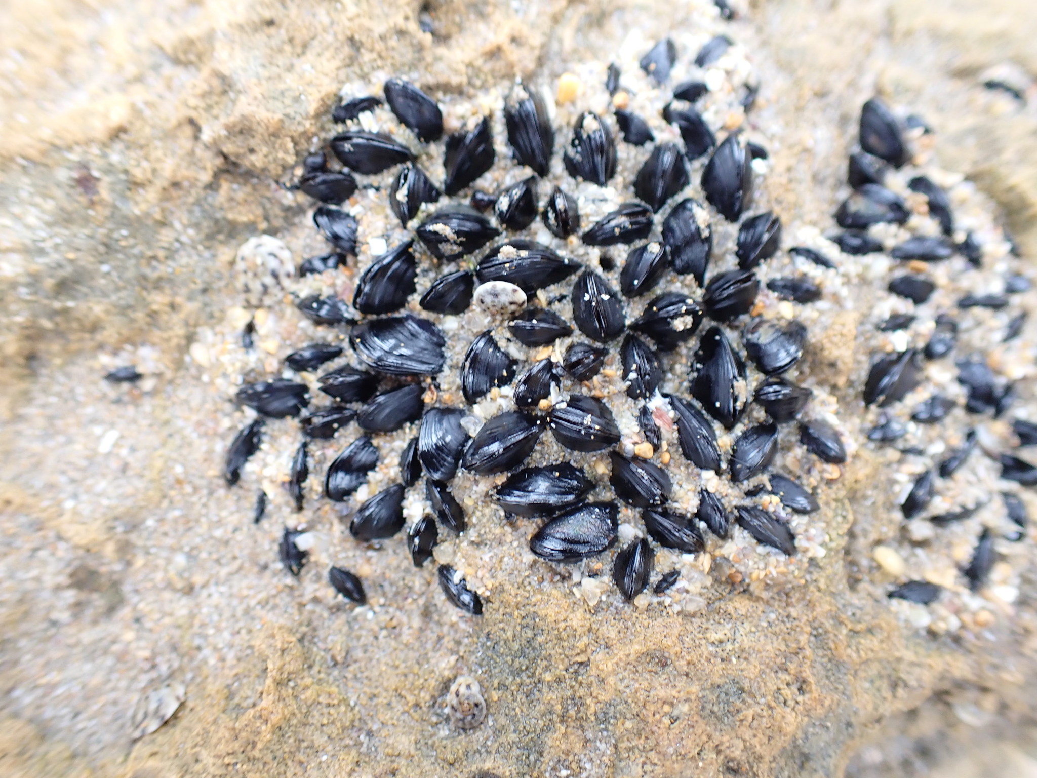 Xenostrobus pulex (Lamarck, 1819)