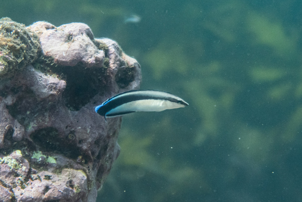 False Cleanerfish from Cabbage Tree Bay, AU-NS-MN, AU-NS, AU on ...