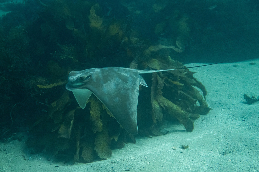 New Zealand Eagle Ray from Cabbage Tree Bay, AU-NS-MN, AU-NS, AU on ...