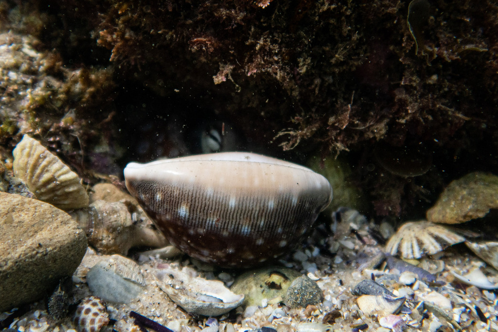 Calf Cowry from Cabbage Tree Bay, AU-NS-MN, AU-NS, AU on February 28 ...