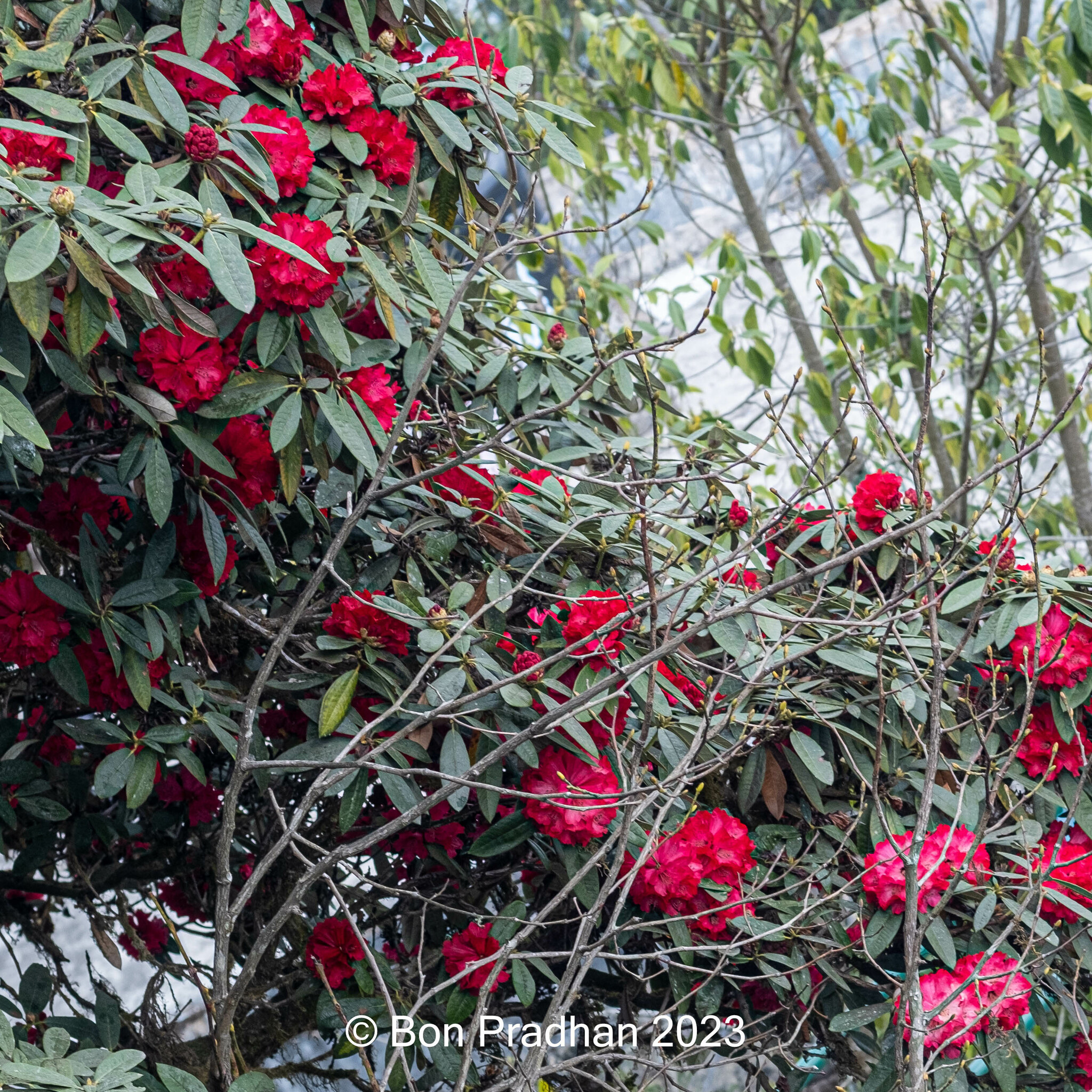 Rhododendron arboreum Sm.