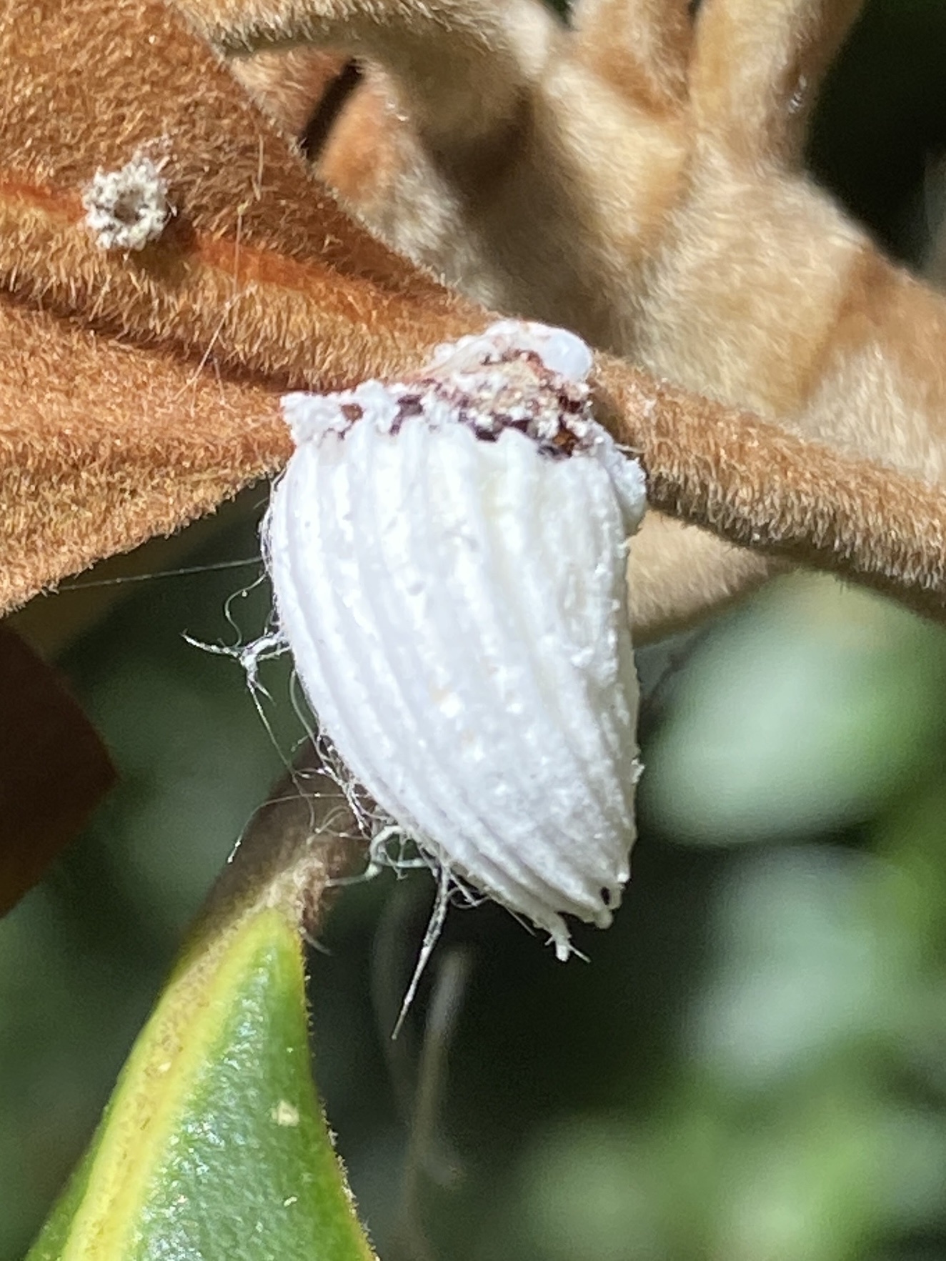 Icerya purchasi Maskell, 1879