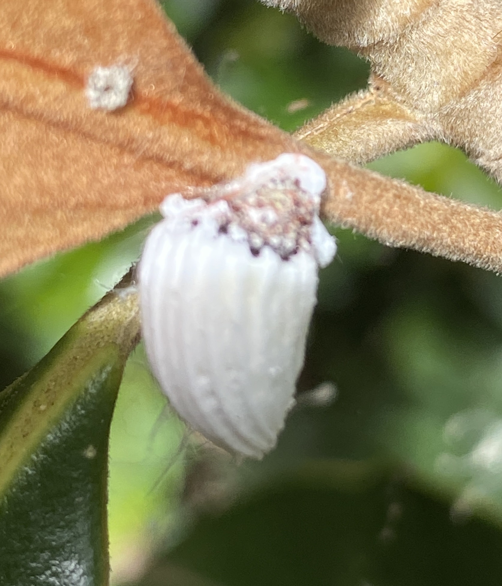 Icerya purchasi Maskell, 1879