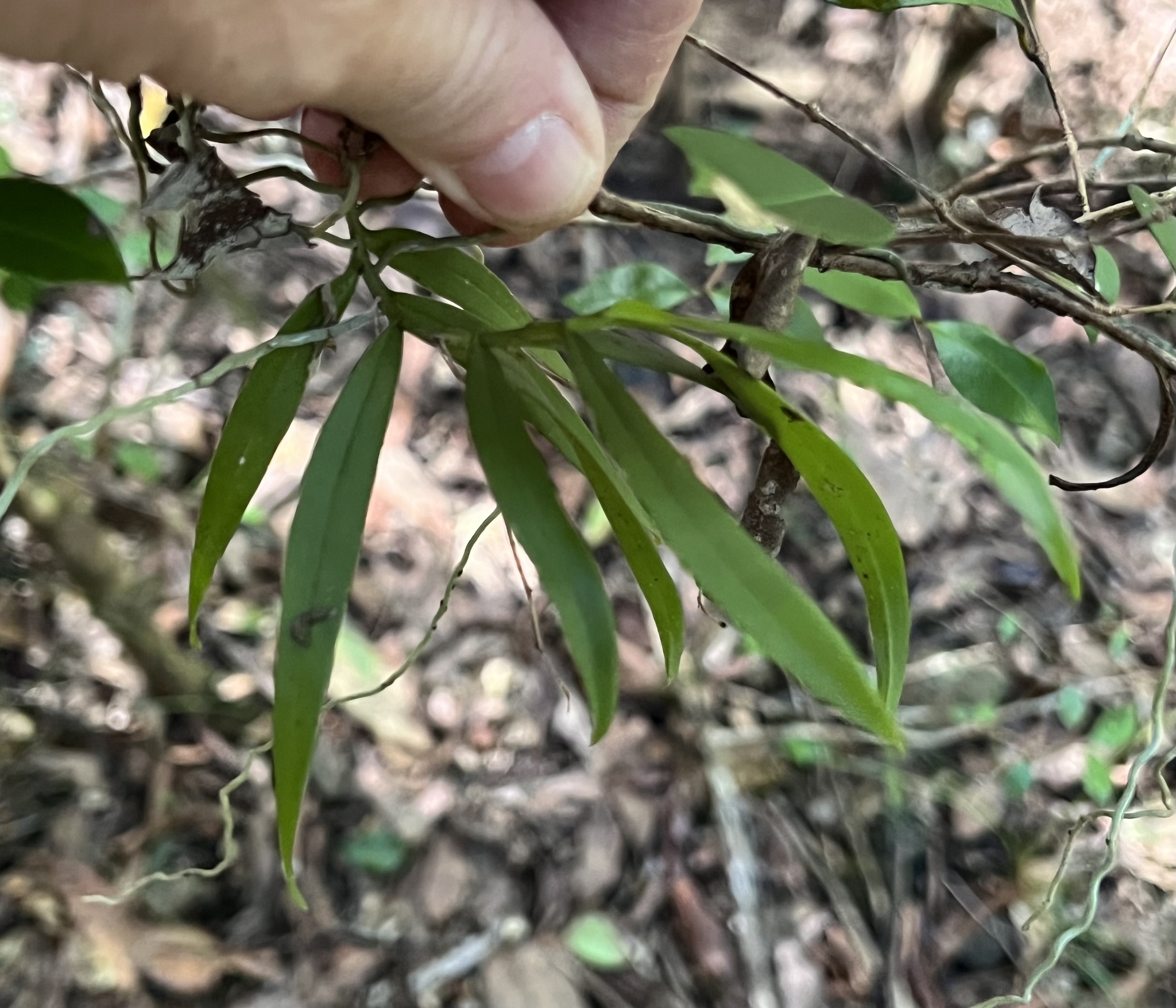 Plectorrhiza tridentata (Lindl.) Dockrill
