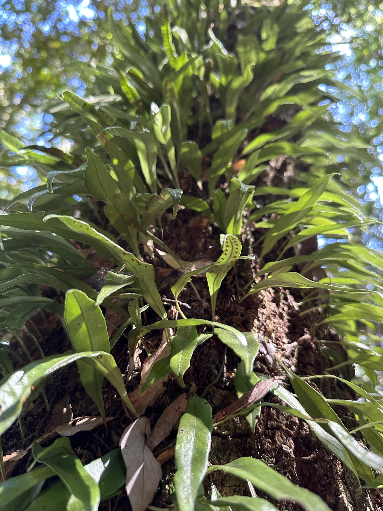 Lepisorus rostratus (Bedd.) C.F.Zhao, R.Wei & X.C.Zhang
